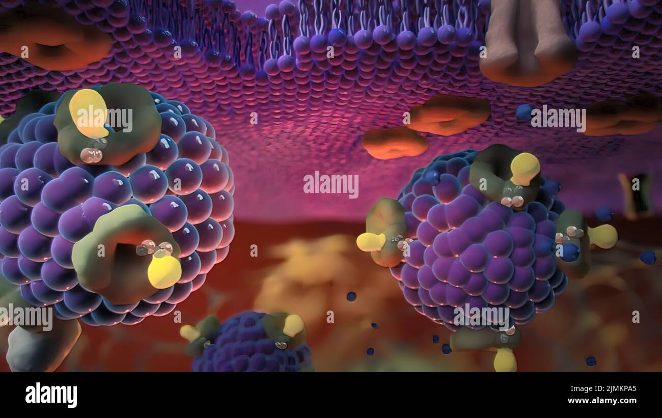 Epithelial cells -Fotos und -Bildmaterial in hoher Auflösung – Alamy