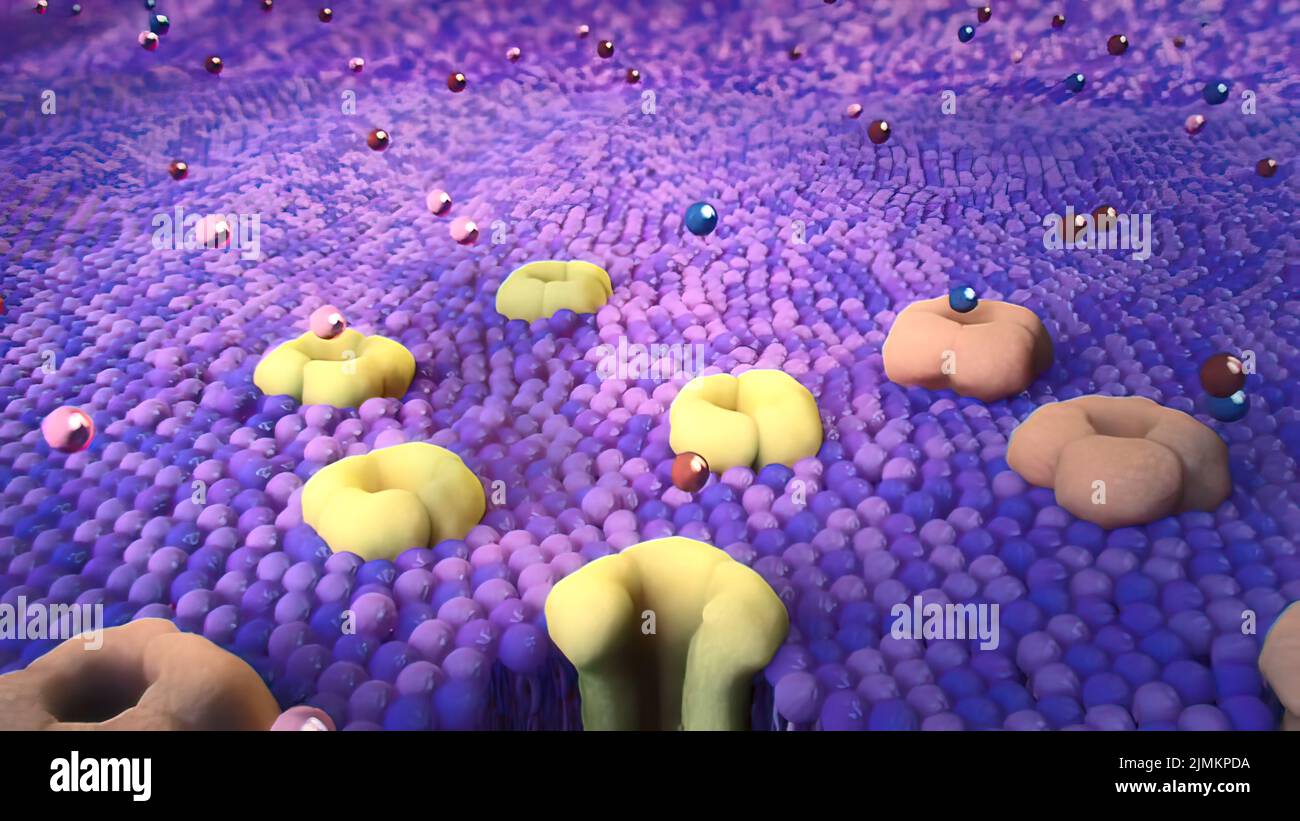 Epithelial cells -Fotos und -Bildmaterial in hoher Auflösung – Alamy