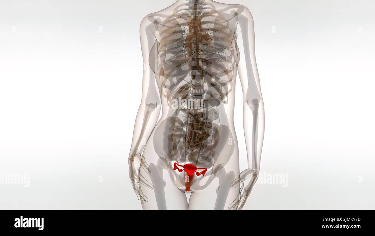 Weibliche geschlechtsorgane -Fotos und -Bildmaterial in hoher Auflösung - Seite 2 - Alamy