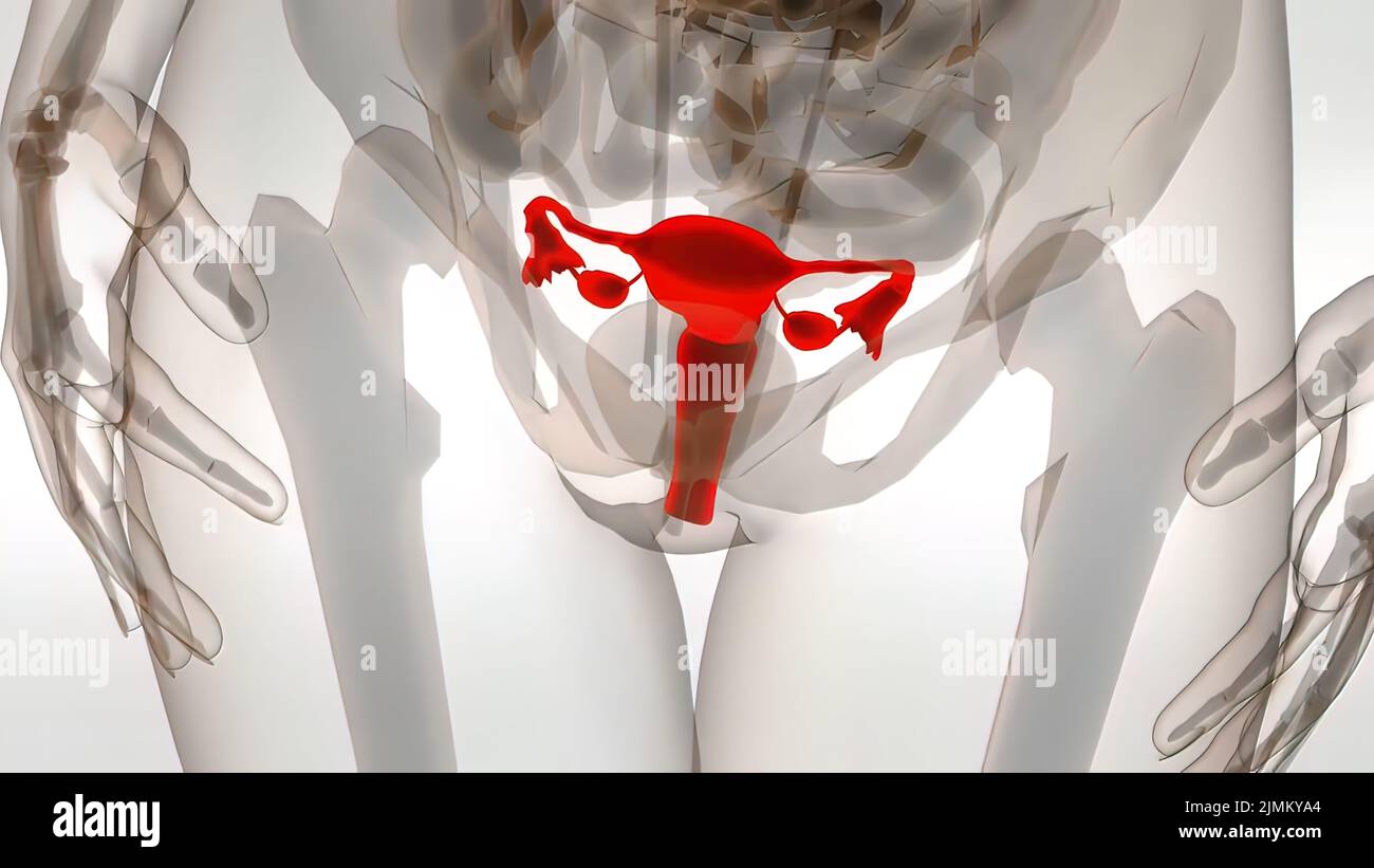 Weibliche geschlechtsorgane -Fotos und -Bildmaterial in hoher Auflösung - Seite 2 - Alamy
