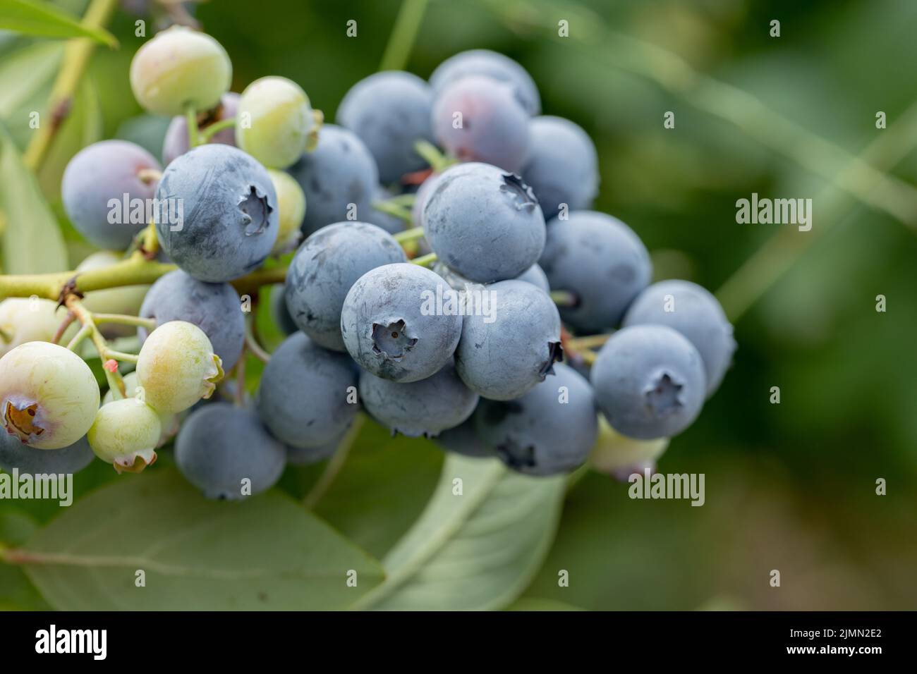 Heidelbeeren - leckere, gesunde Beerenfrucht. Vaccinium corymbosum ...