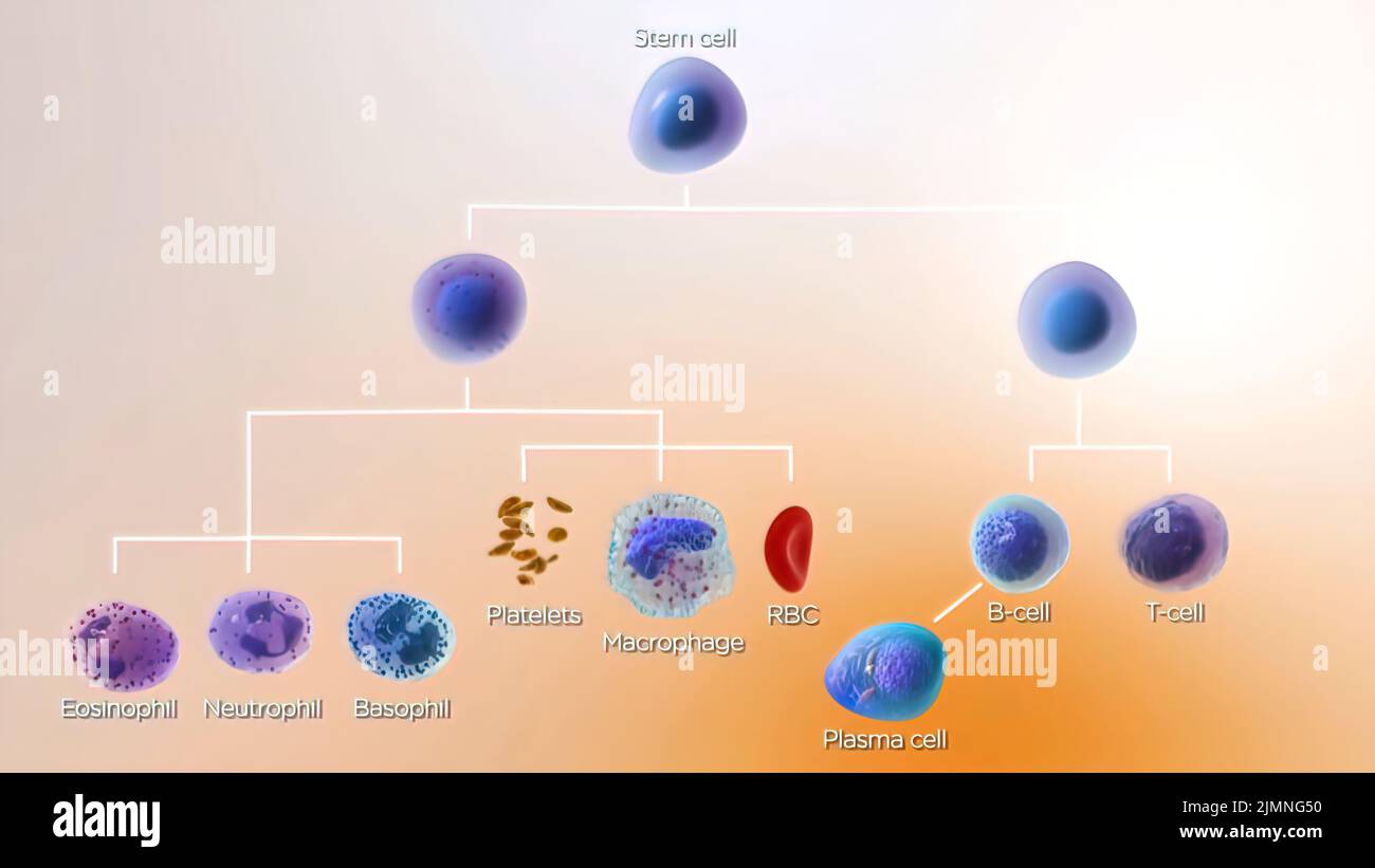 Muskelzelle mikroskop -Fotos und -Bildmaterial in hoher Auflösung – Alamy