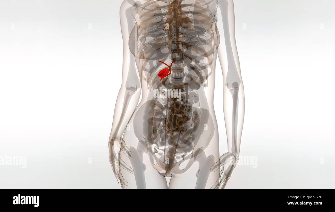 Die Frau Gallenblase mit Organen Medizinische Scan Anatomie ...
