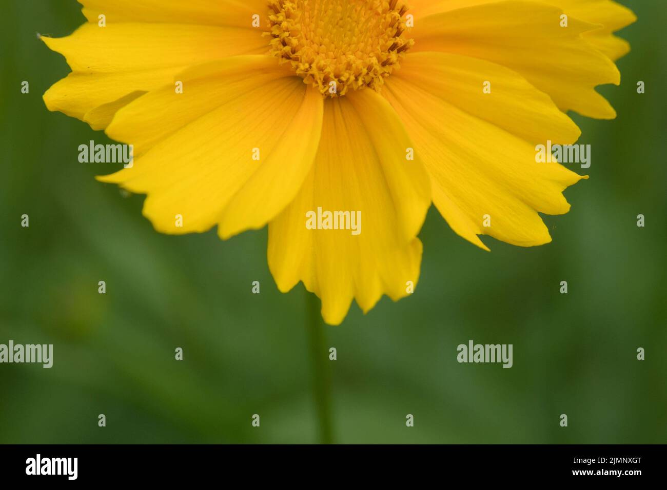 Cosmo sulphureus -Fotos und -Bildmaterial in hoher Auflösung – Alamy