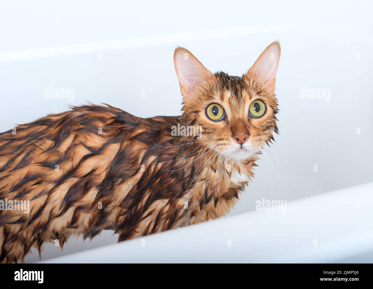 Nasse katze -Fotos und -Bildmaterial in hoher Auflösung – Alamy