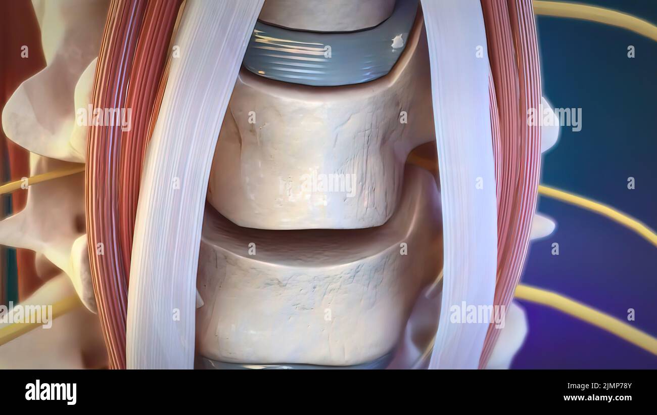 Anatomia vertebral vertebral -Fotos und -Bildmaterial in hoher ...