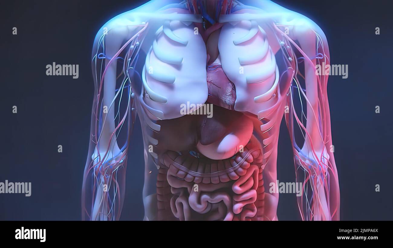Menschliche anatomie innere organe -Fotos und -Bildmaterial in hoher ...