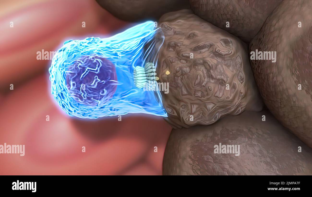 Cd4 helferzellen -Fotos und -Bildmaterial in hoher Auflösung – Alamy
