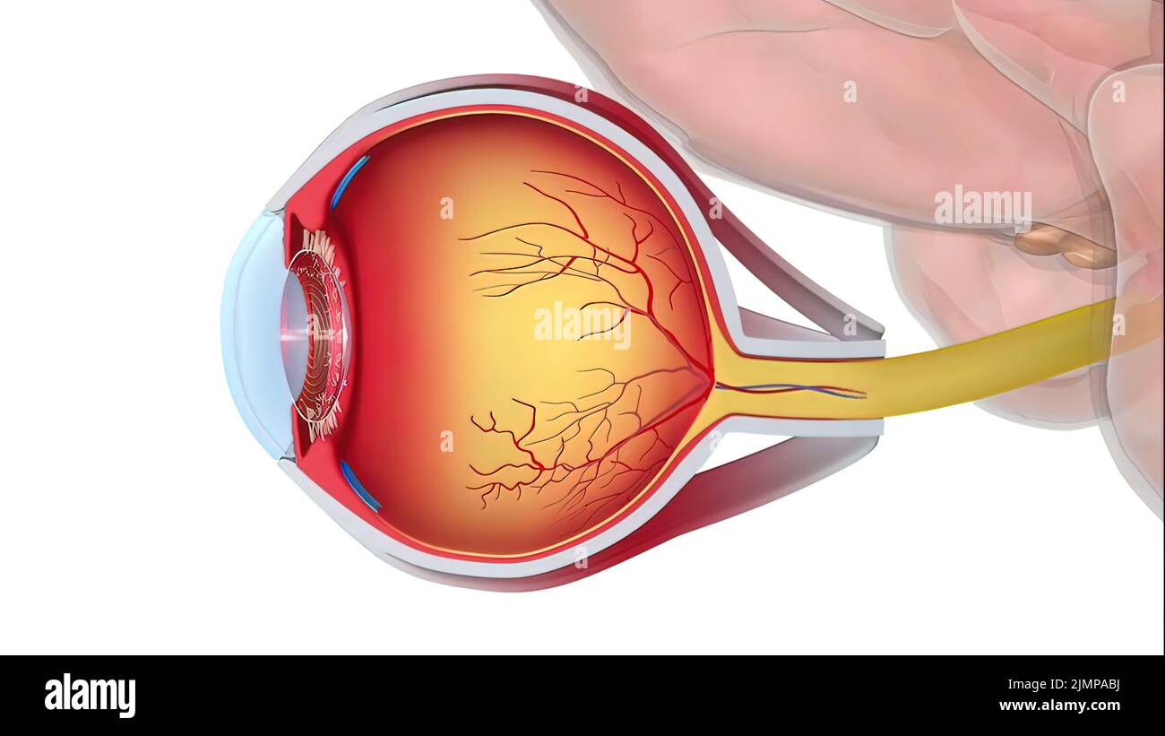 Wie das Auge funktioniert und Beschreibungen und Funktionen der ... Wie das Auge funktioniert und Beschreibungen und Funktionen der ...
