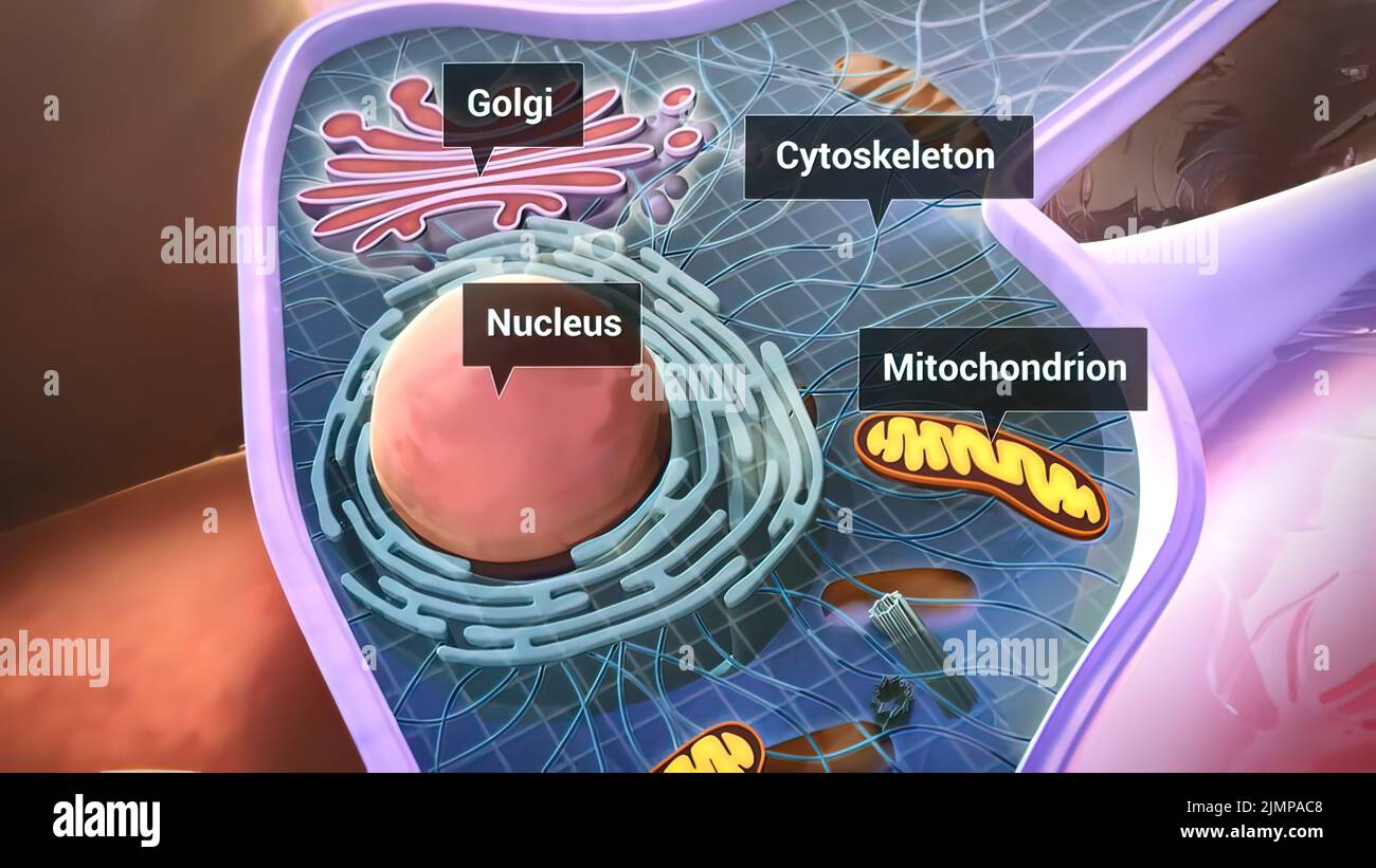 ZELLBIOLOGIE die meisten Funktionen von Organellen wie Mitochondrien ...