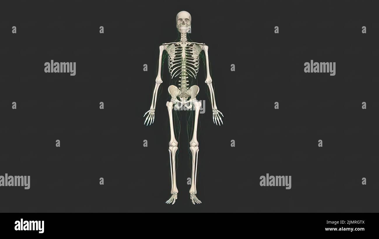 Lymphatische sistema -Fotos und -Bildmaterial in hoher Auflösung – Alamy