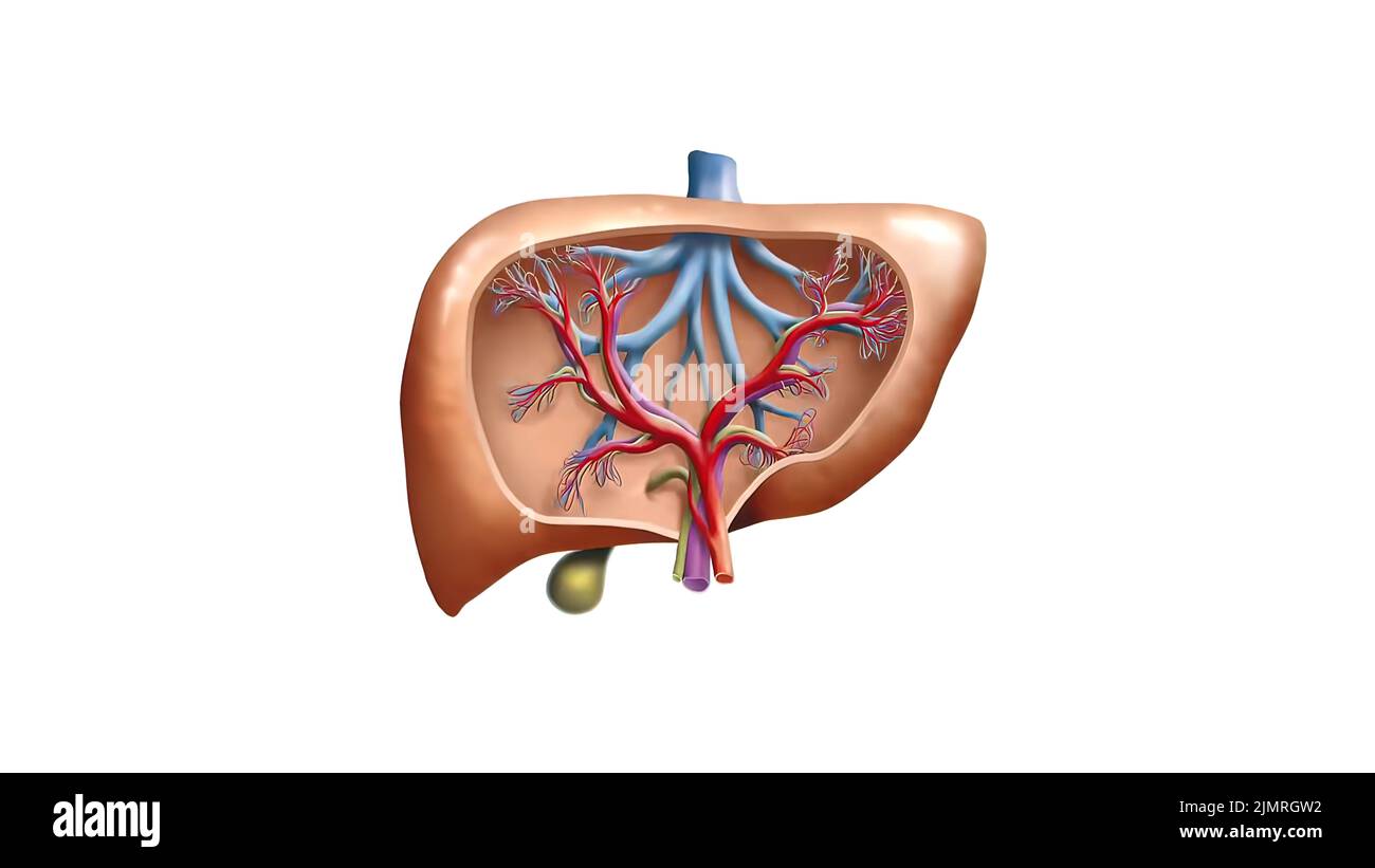 Transparente männliche innere Organe funktionieren der Leber ...