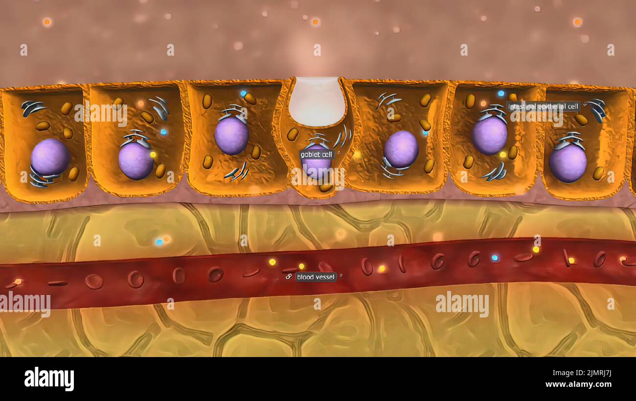 Anatomy of the large intestines -Fotos und -Bildmaterial in hoher ...