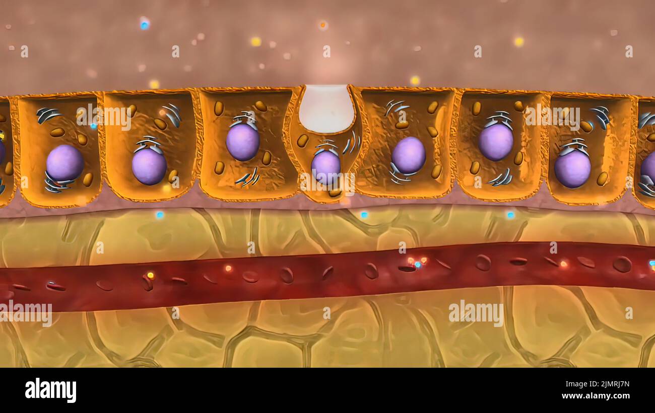 Anatomy of the large intestines -Fotos und -Bildmaterial in hoher ...