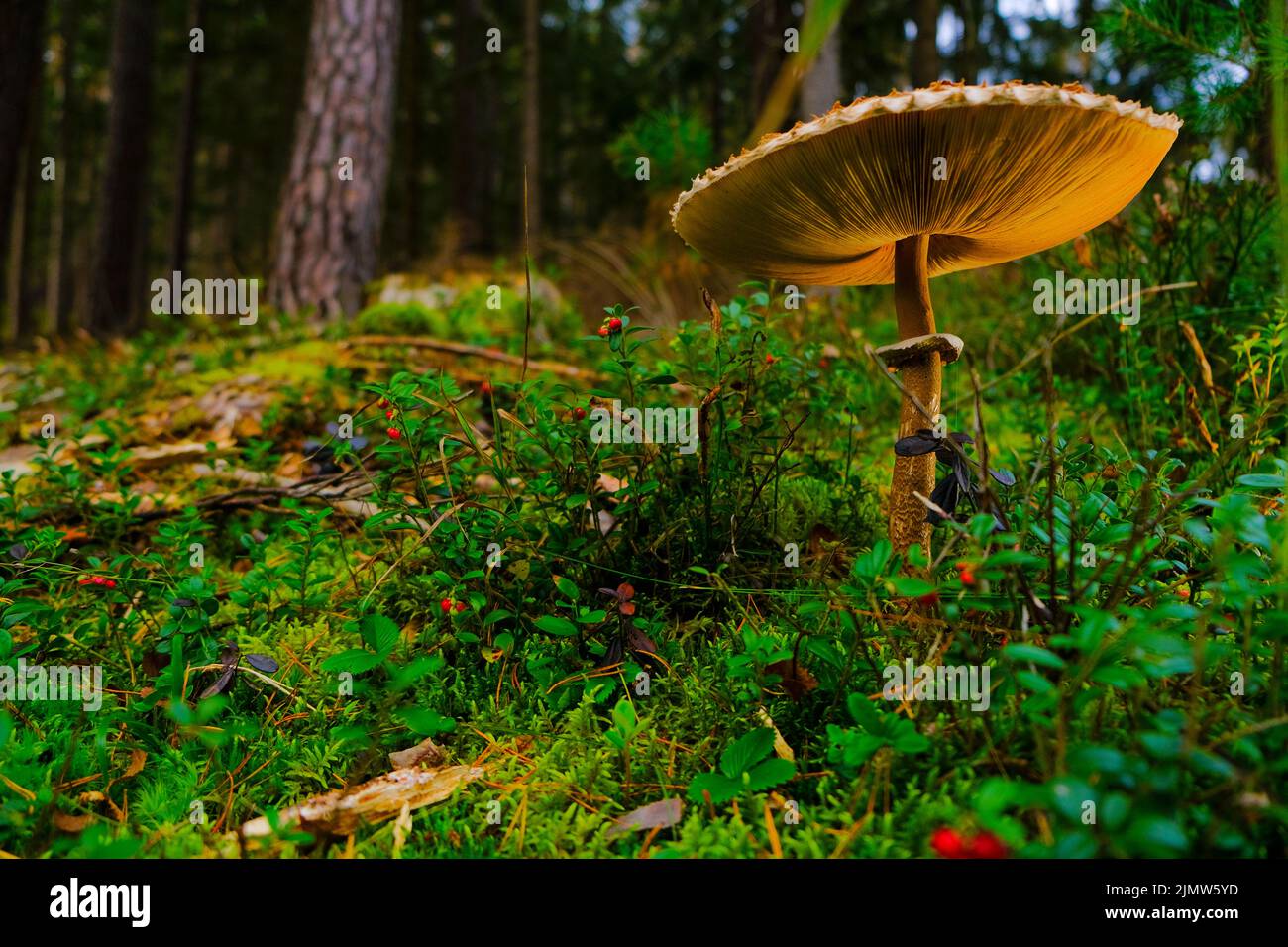 Pilzsaison. Pilze in Beerensträuchern in einem Fichtenwald.Sammlung von ...