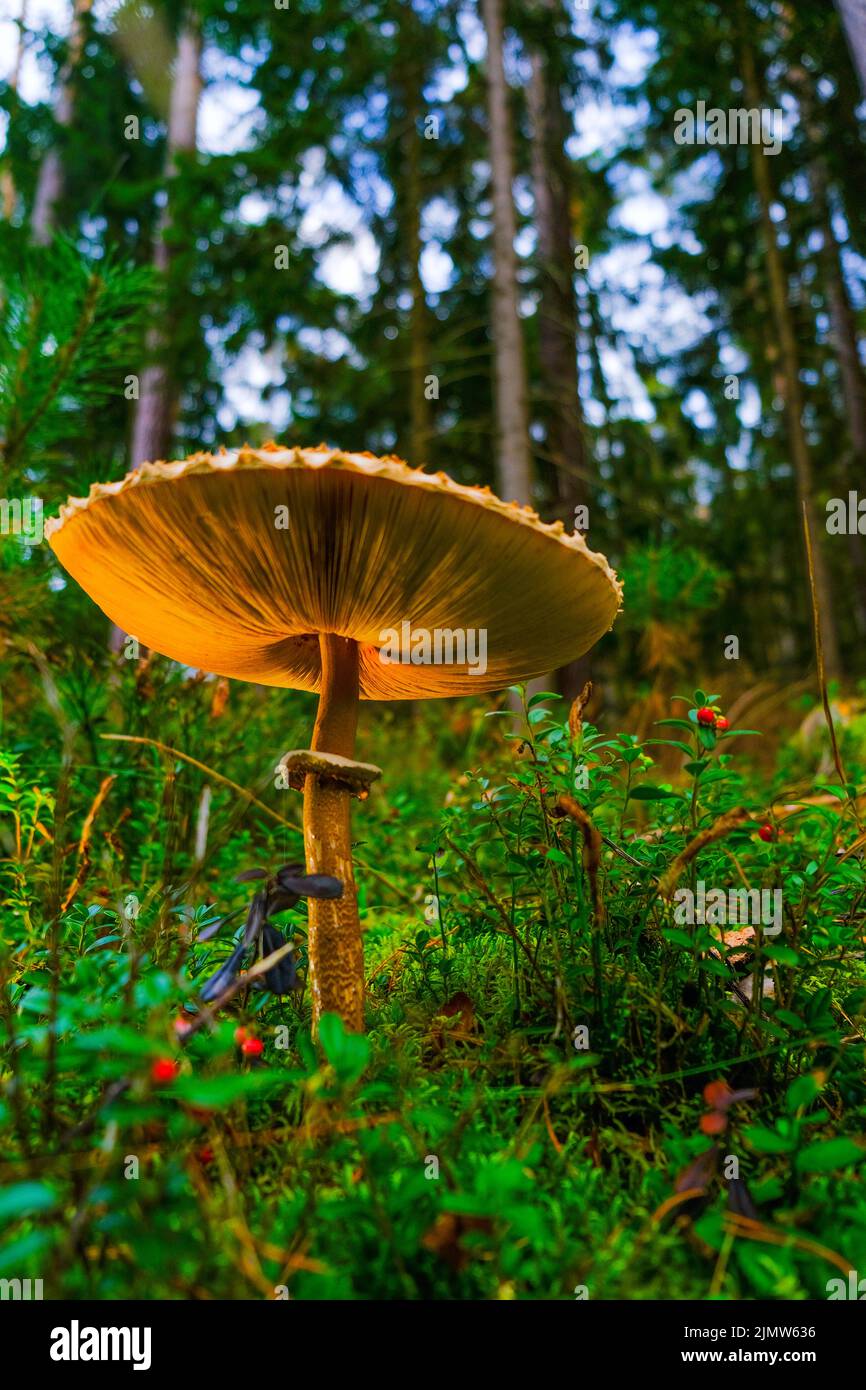 Pilzsaison. Nahaufnahme von Pilzen in Beerensträuchern.Sammlung von ...