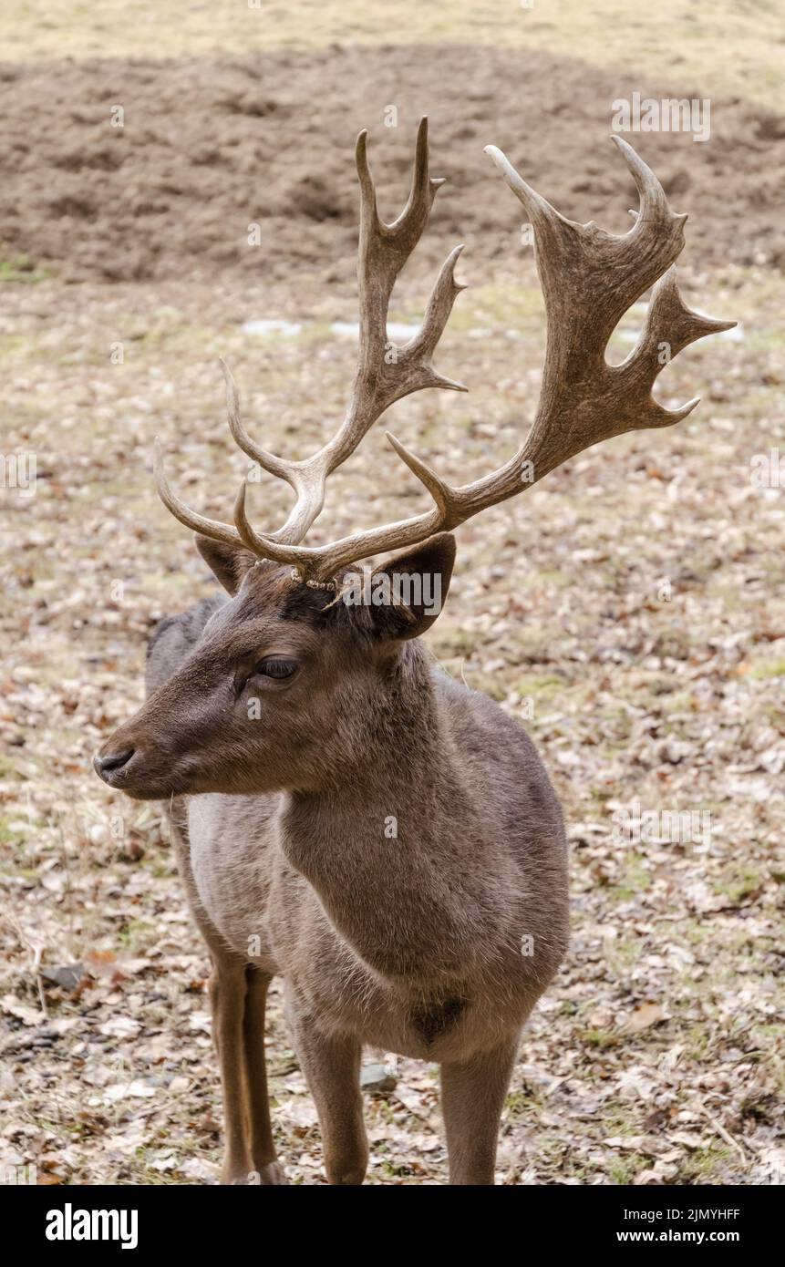 Hirsch, Hirsch, Cervidae, ausgewachsene Hirsche auf einer Weide in ...