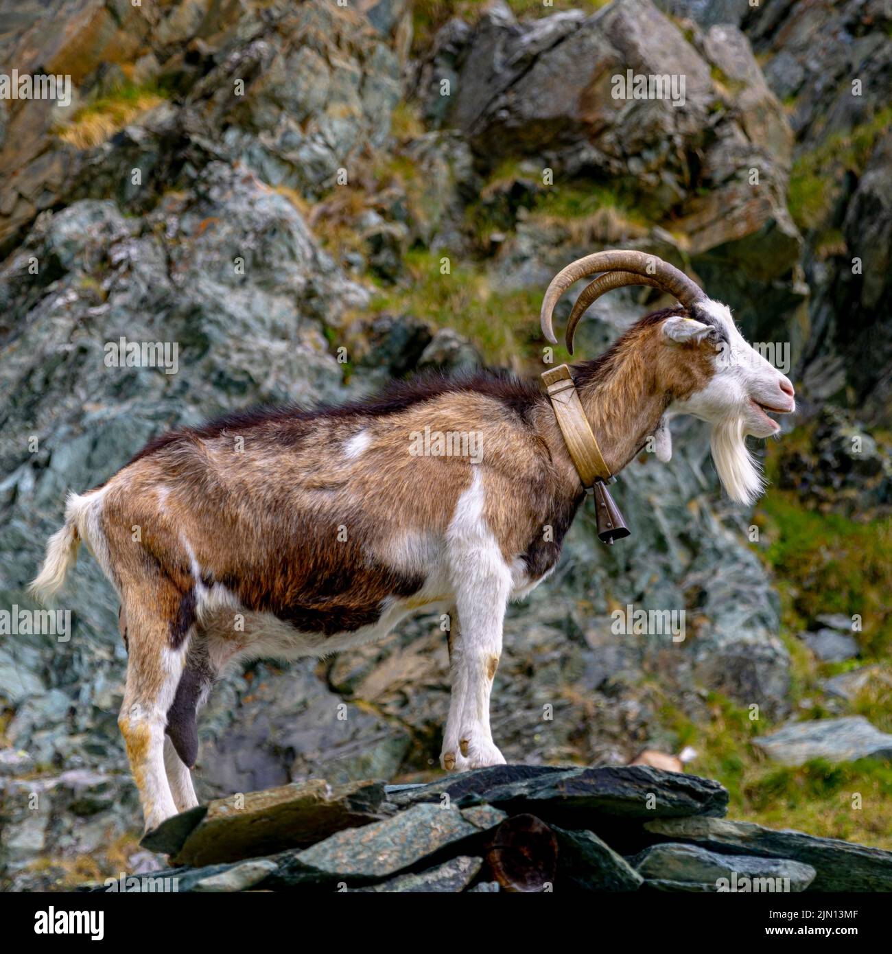 Italienische ziege -Fotos und -Bildmaterial in hoher Auflösung – Alamy