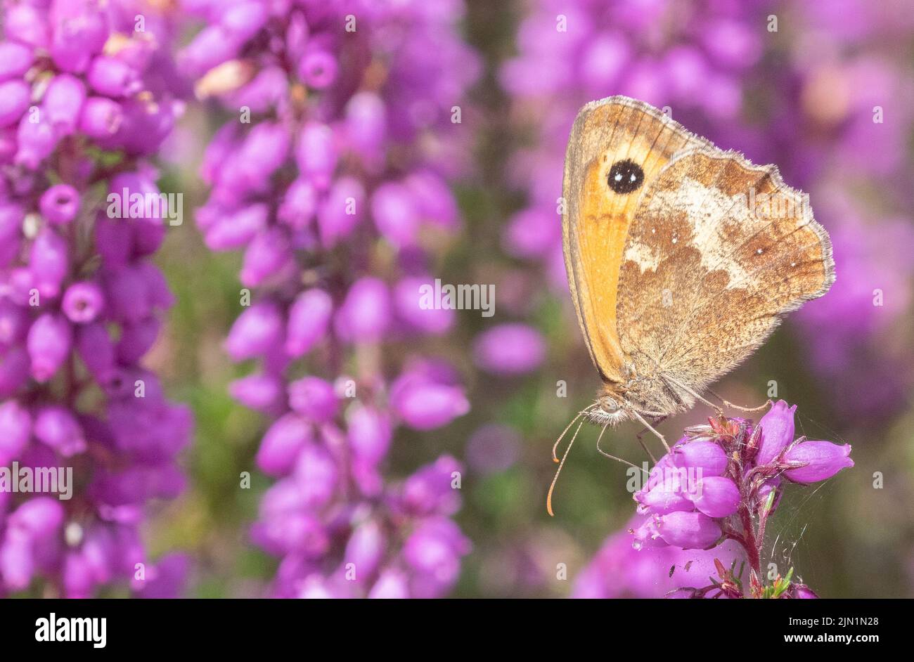 Gatekeeper schmetterling auf dem alten friedhof von southampton -Fotos ...