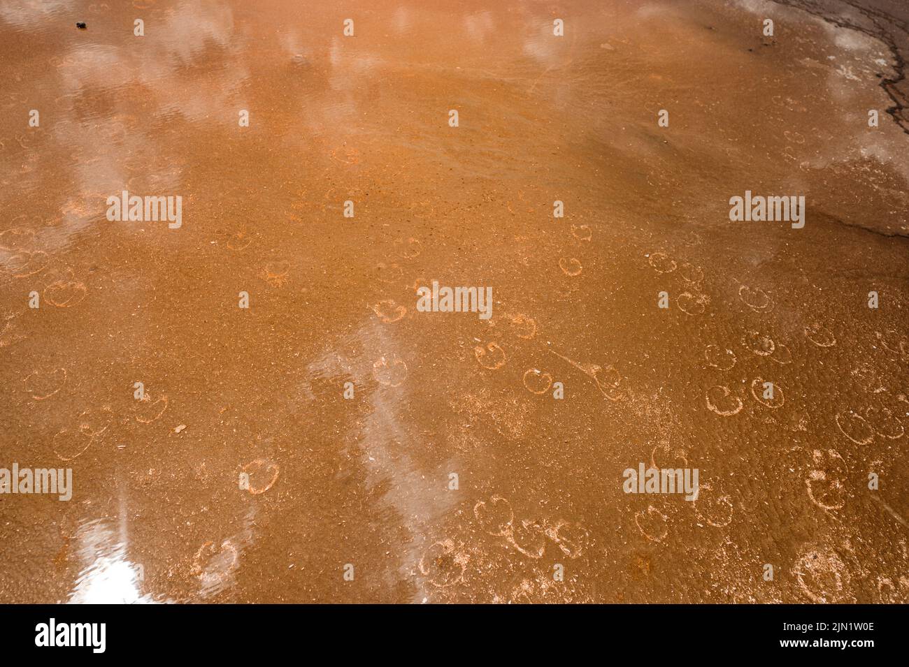 Grand prismatic spring bison -Fotos und -Bildmaterial in hoher ...