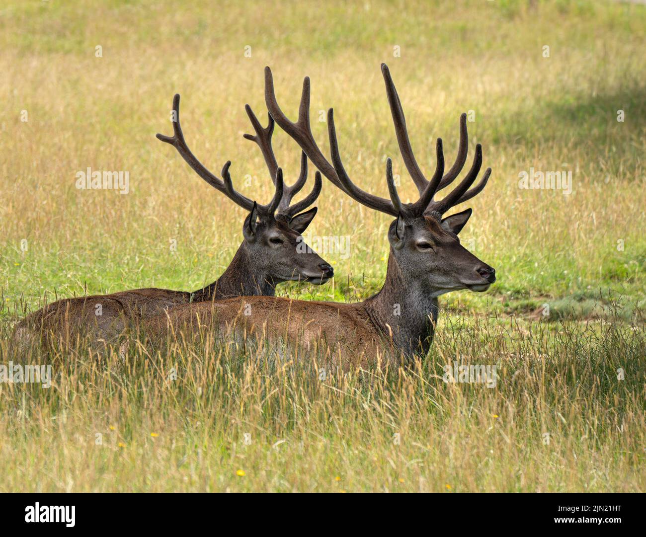 Rothirsch liegend -Fotos und -Bildmaterial in hoher Auflösung – Alamy