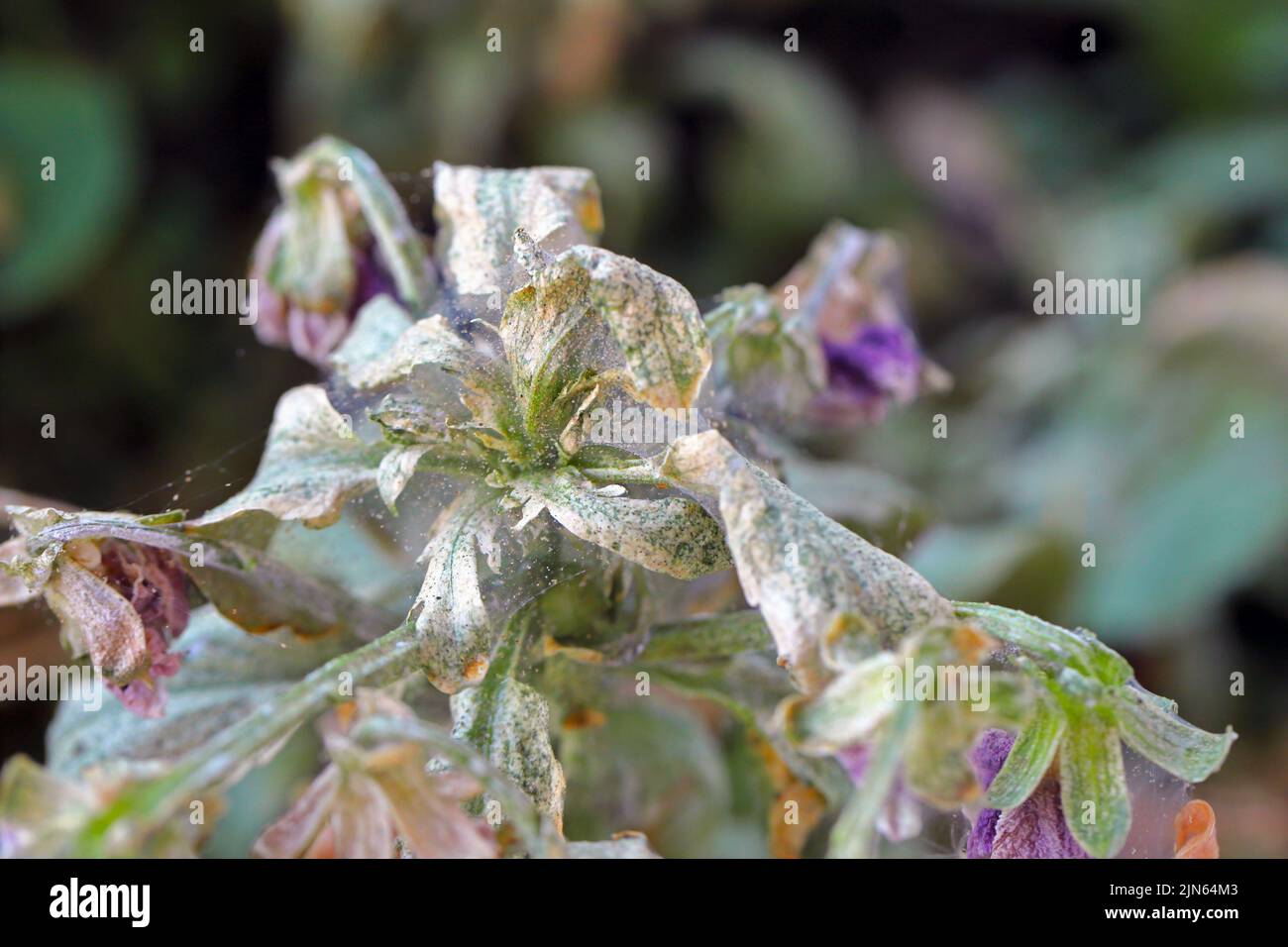 Tetranychus urticae two -Fotos und -Bildmaterial in hoher Auflösung – Alamy