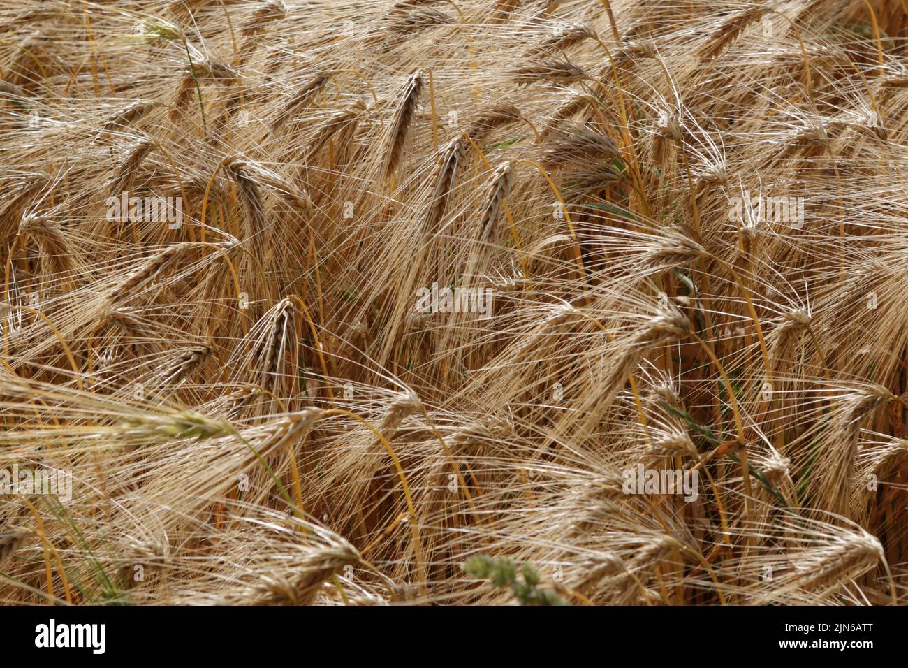 Wachsendes gerstenmalz -Fotos und -Bildmaterial in hoher Auflösung – Alamy