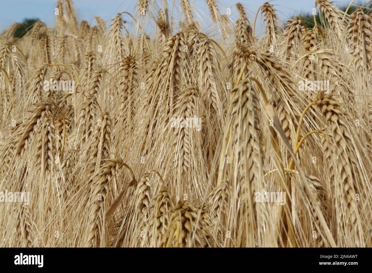 Wachsendes gerstenmalz -Fotos und -Bildmaterial in hoher Auflösung – Alamy