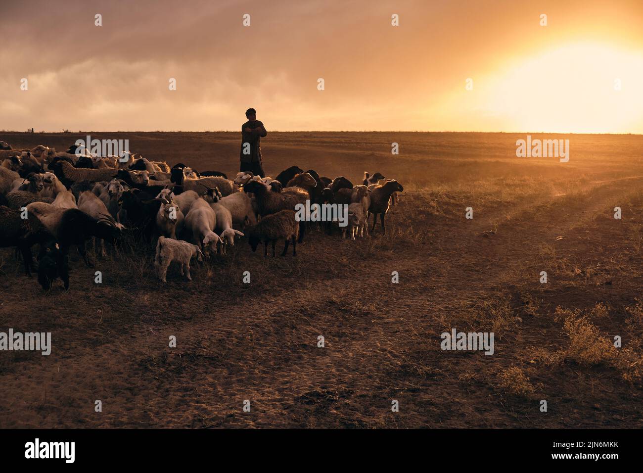 Reife widder -Fotos und -Bildmaterial in hoher Auflösung – Alamy