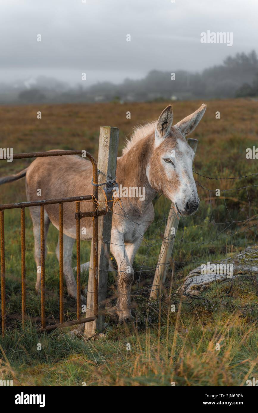 Esel irland sommer -Fotos und -Bildmaterial in hoher Auflösung – Alamy