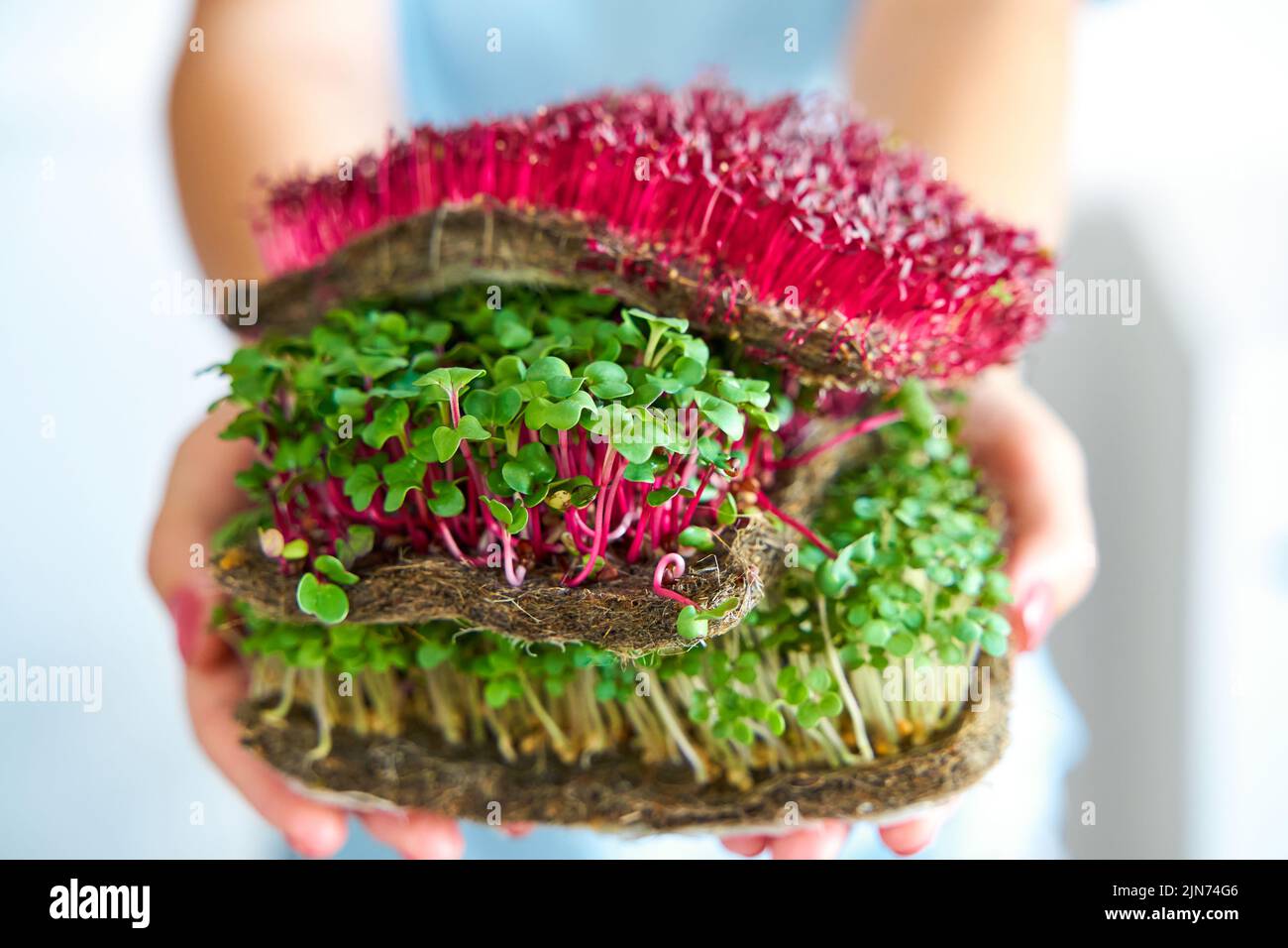 Microgreen Pflanzen mischen sich aus verschiedenen Pflanzen. Person, die in der Hand hält. Anbau ...