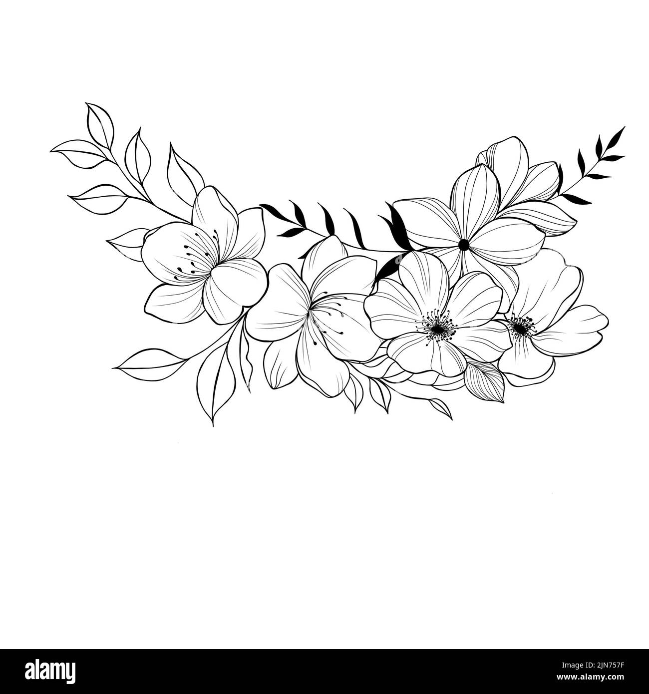 Blumen Periwinkle. Handzeichnung. Gliederung. Auf weißem Hintergrund ...