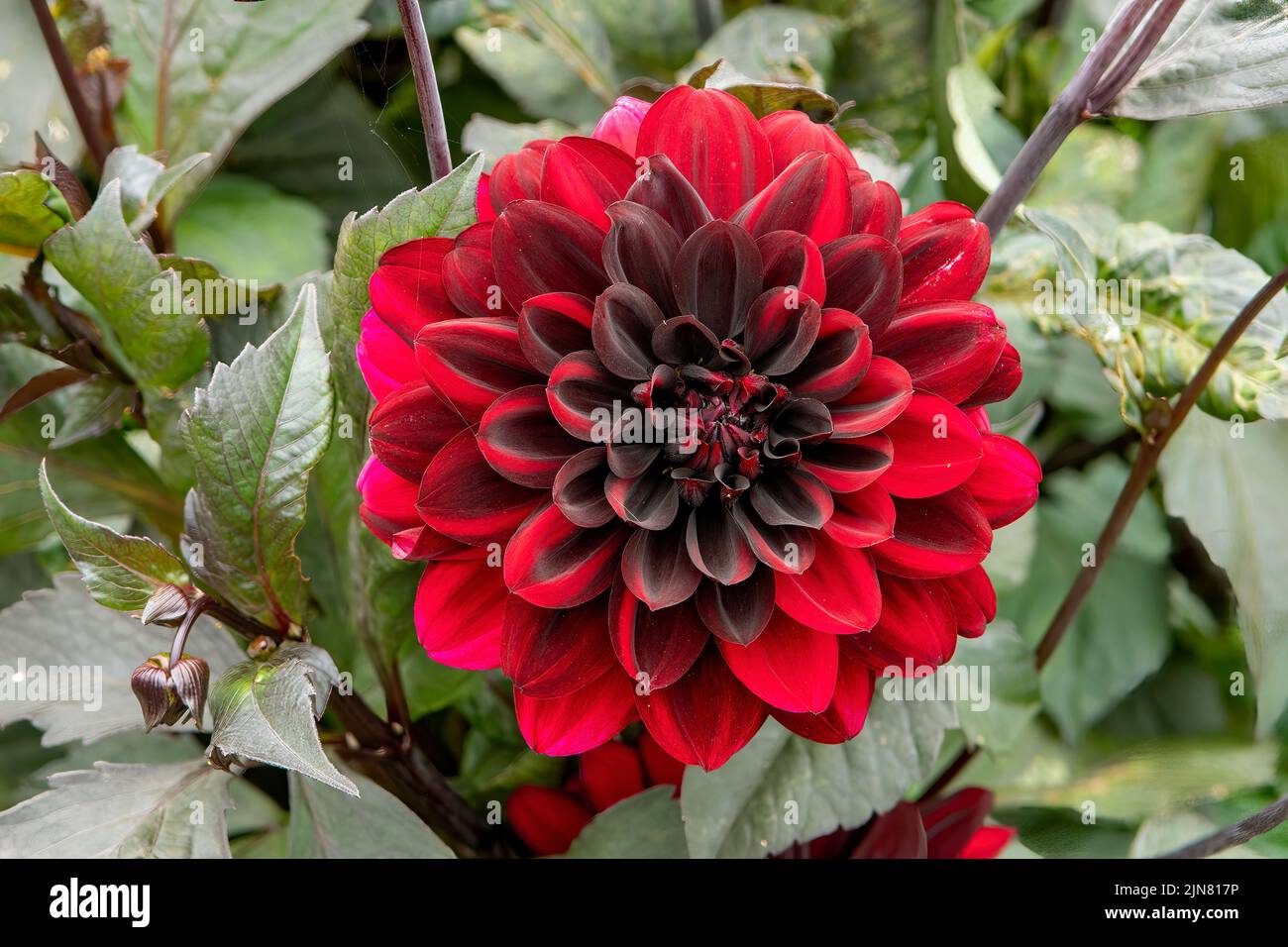 Karma schokolade -Fotos und -Bildmaterial in hoher Auflösung – Alamy