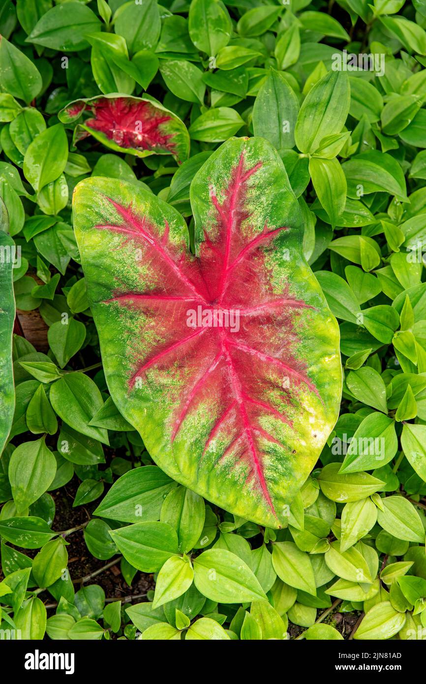 Buntes caladium -Fotos und -Bildmaterial in hoher Auflösung – Alamy