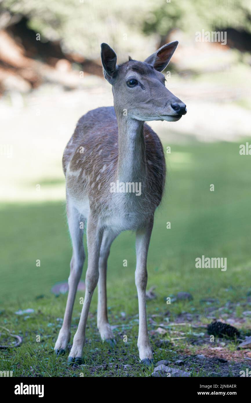 Wildpark gersfeld -Fotos und -Bildmaterial in hoher Auflösung – Alamy