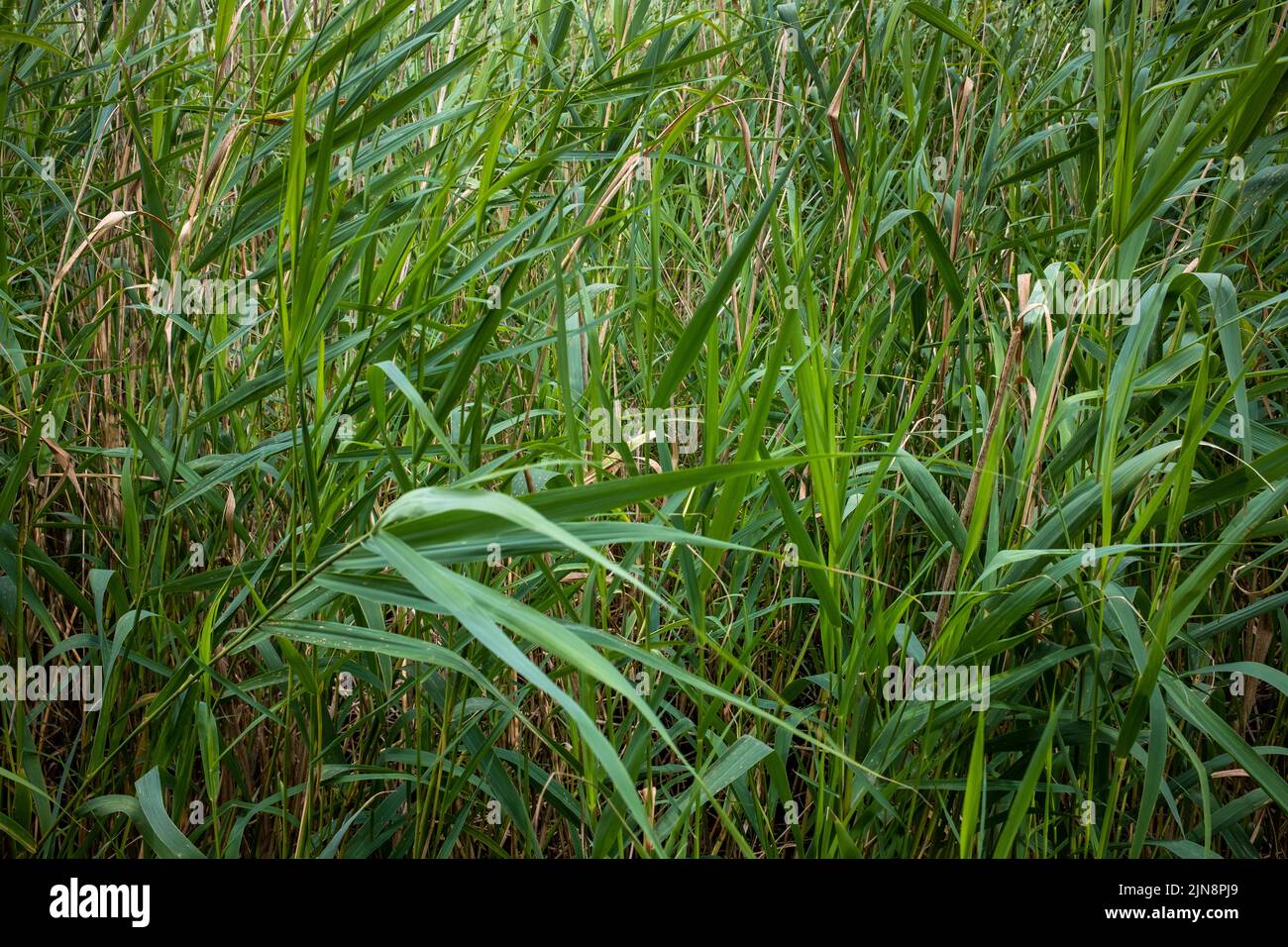 Ein Gewirr oder ein Wald aus Grasblättern und -Stielen Stockfotografie ...