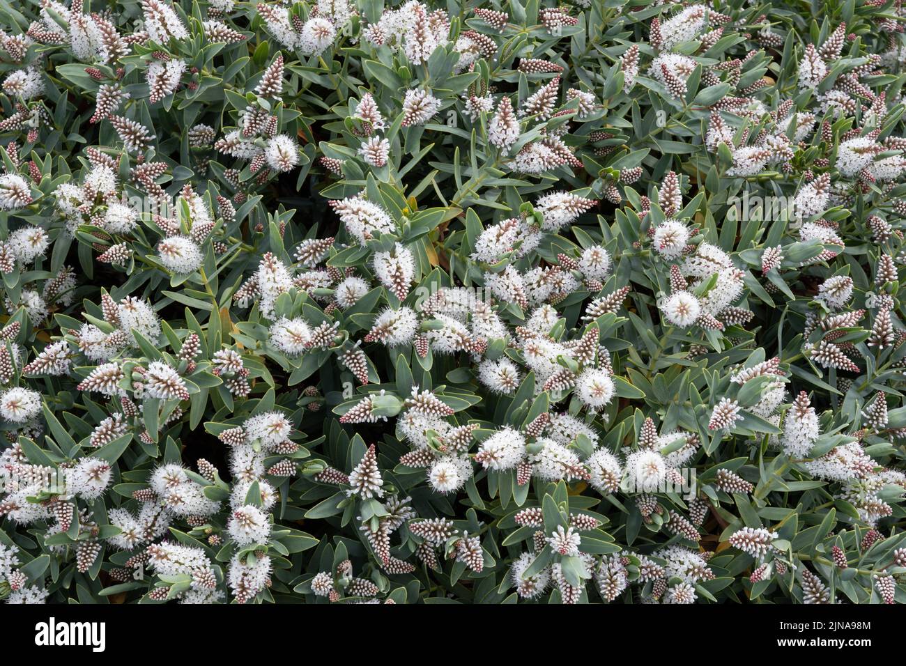 Weiße hebe blumen -Fotos und -Bildmaterial in hoher Auflösung – Alamy
