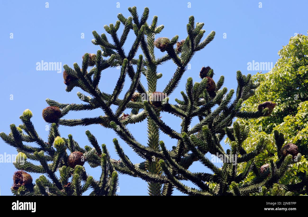 Affen-Puzzle-Baum - Araucaria araucana - mit Zapfen, St. Fagans ...