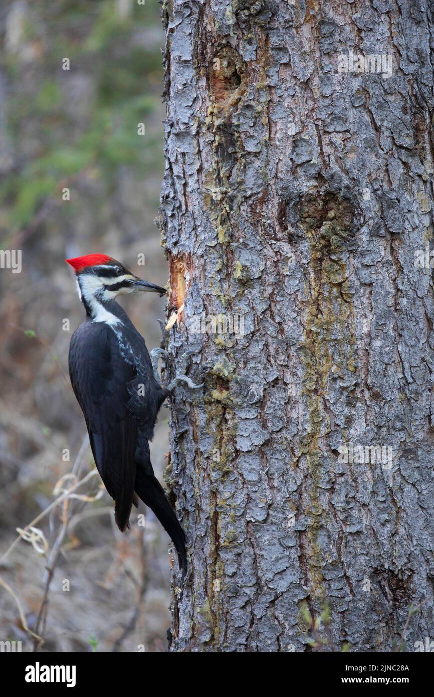 Pileated Woodpecker weibliche Vogel, die ein Loch in eine weiße Fichte ...