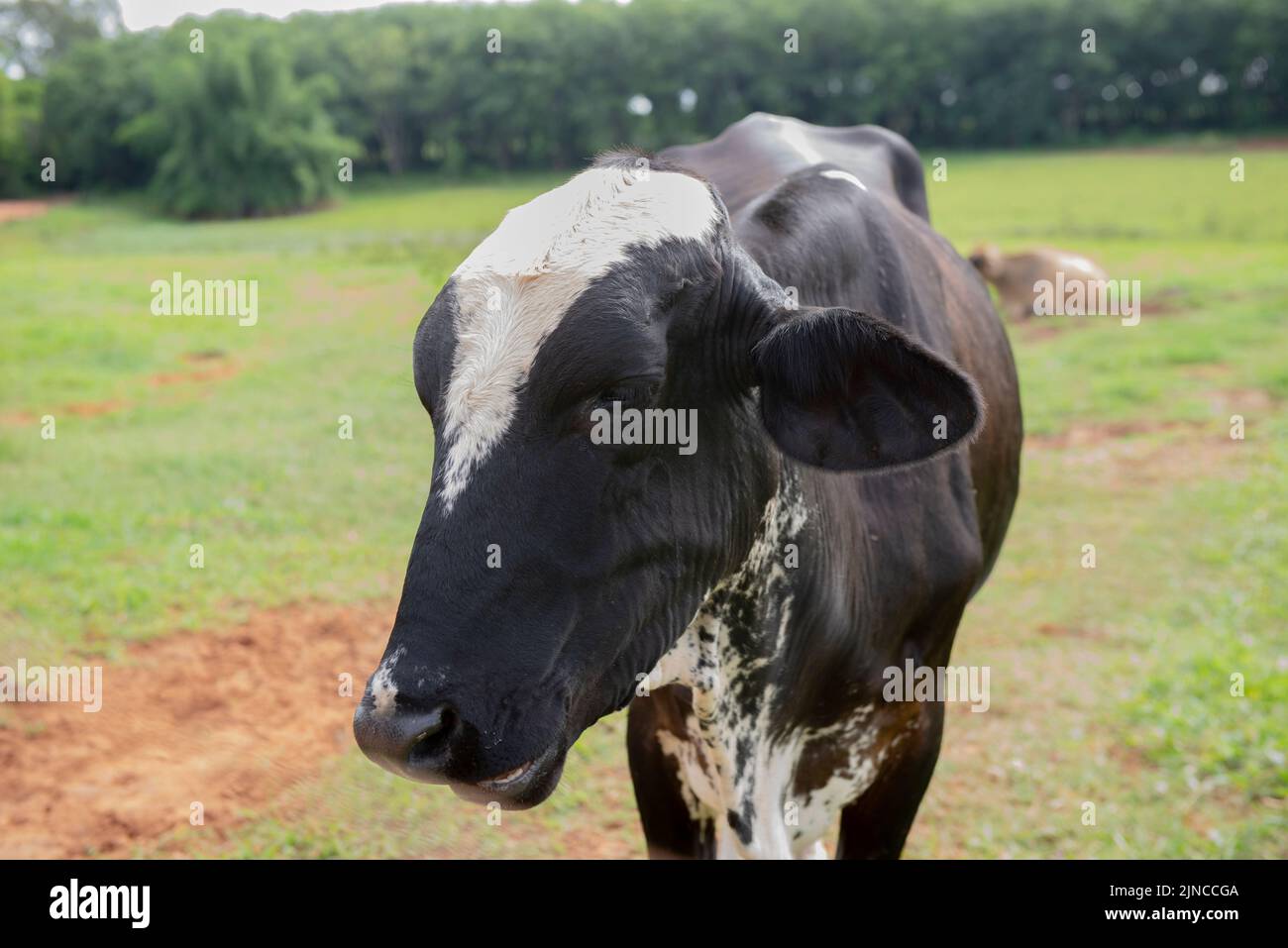 Nahaufnahme der Kuh auf dem brasilianischen Bauernhof. Rindervieh ...