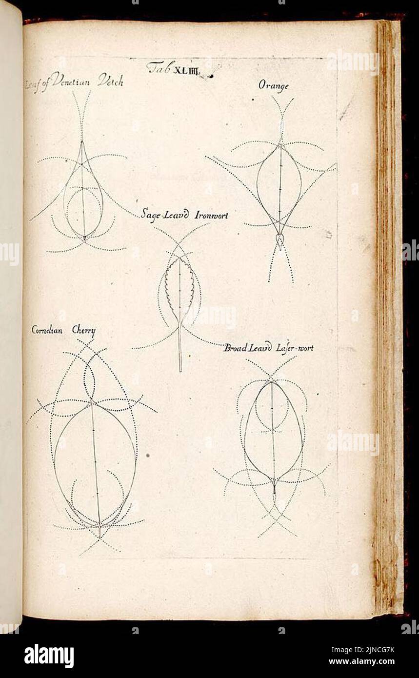 Die Anatomie der Pflanzen (Tab. 44 Stockfotografie - Alamy