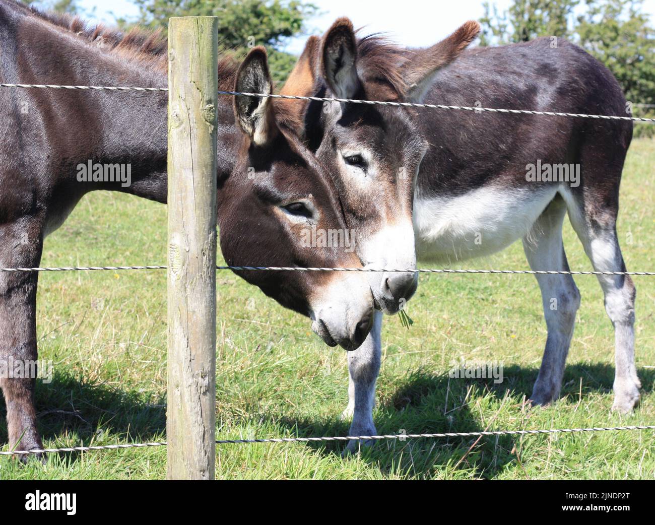 Esel irland sommer -Fotos und -Bildmaterial in hoher Auflösung – Alamy