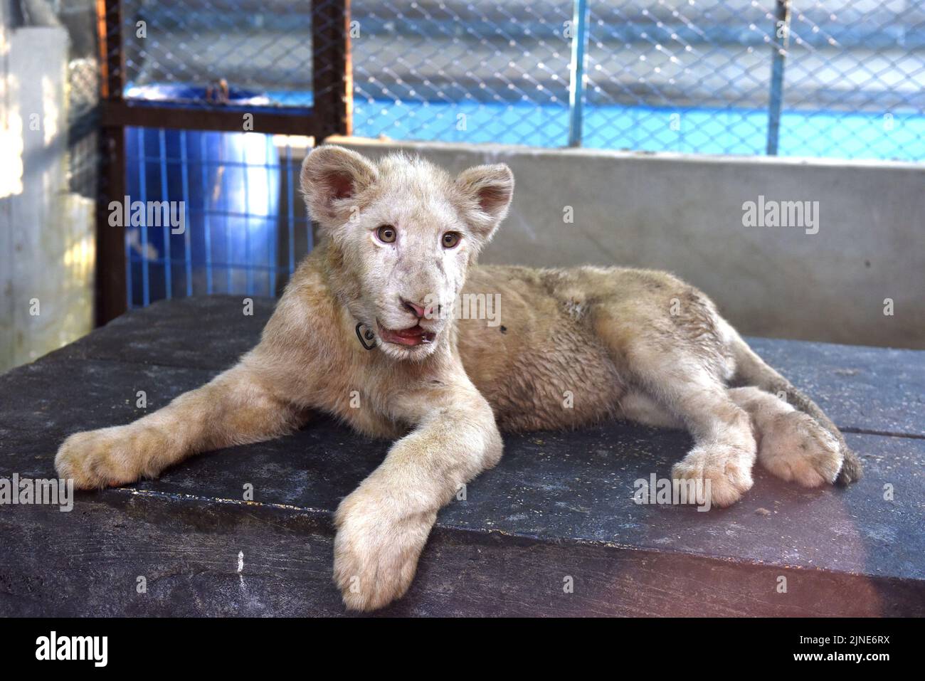Exotische tiere -Fotos und -Bildmaterial in hoher Auflösung – Alamy
