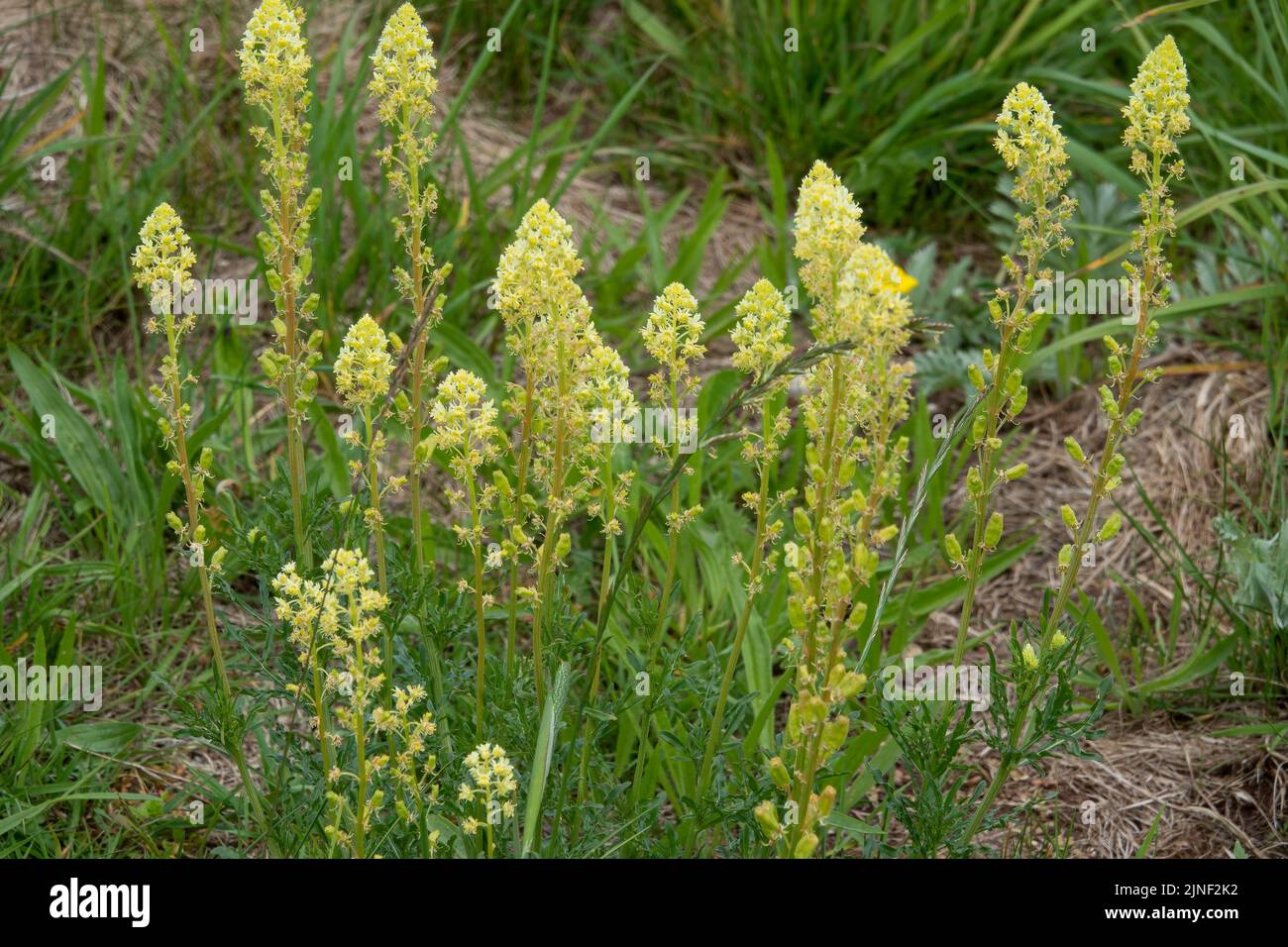 Mignonette tree -Fotos und -Bildmaterial in hoher Auflösung – Alamy
