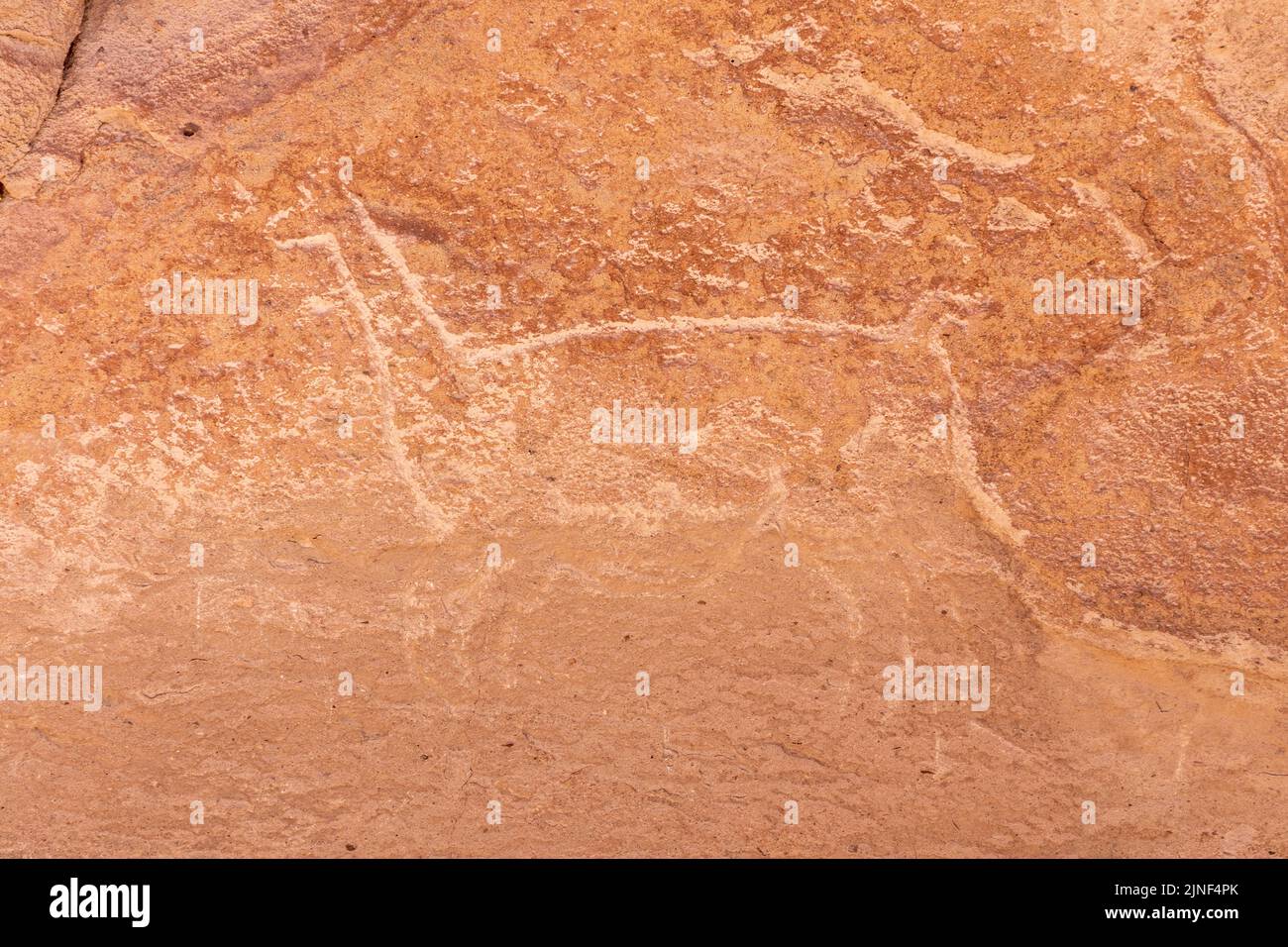 Eine Petroglyphe eines Lamas am Petroglyph-Standort Yerbas Buenas in ...