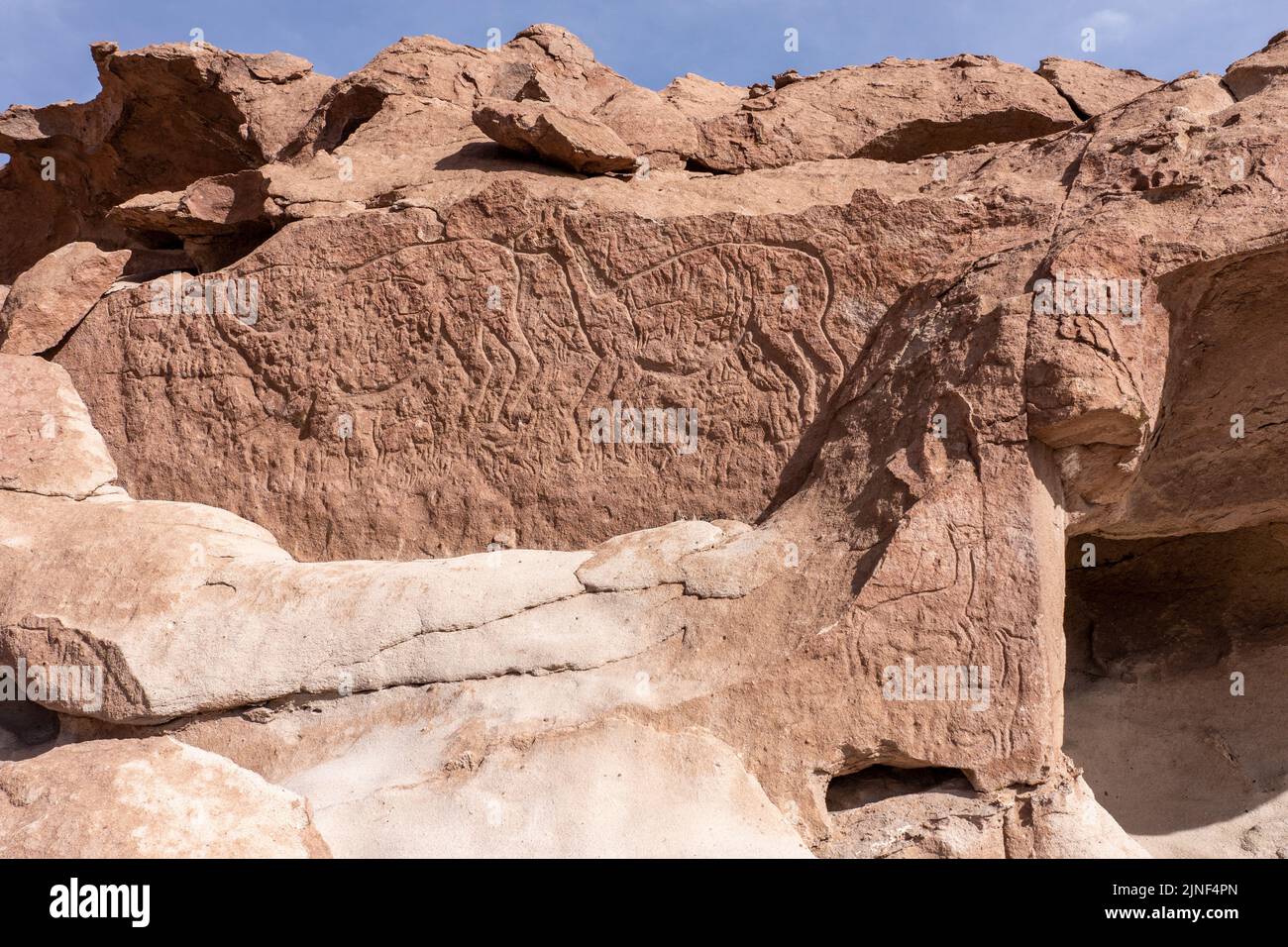 Große Felszeichnungen von Lamas am Yerbas Buenas Petroglyph-Standort in ...