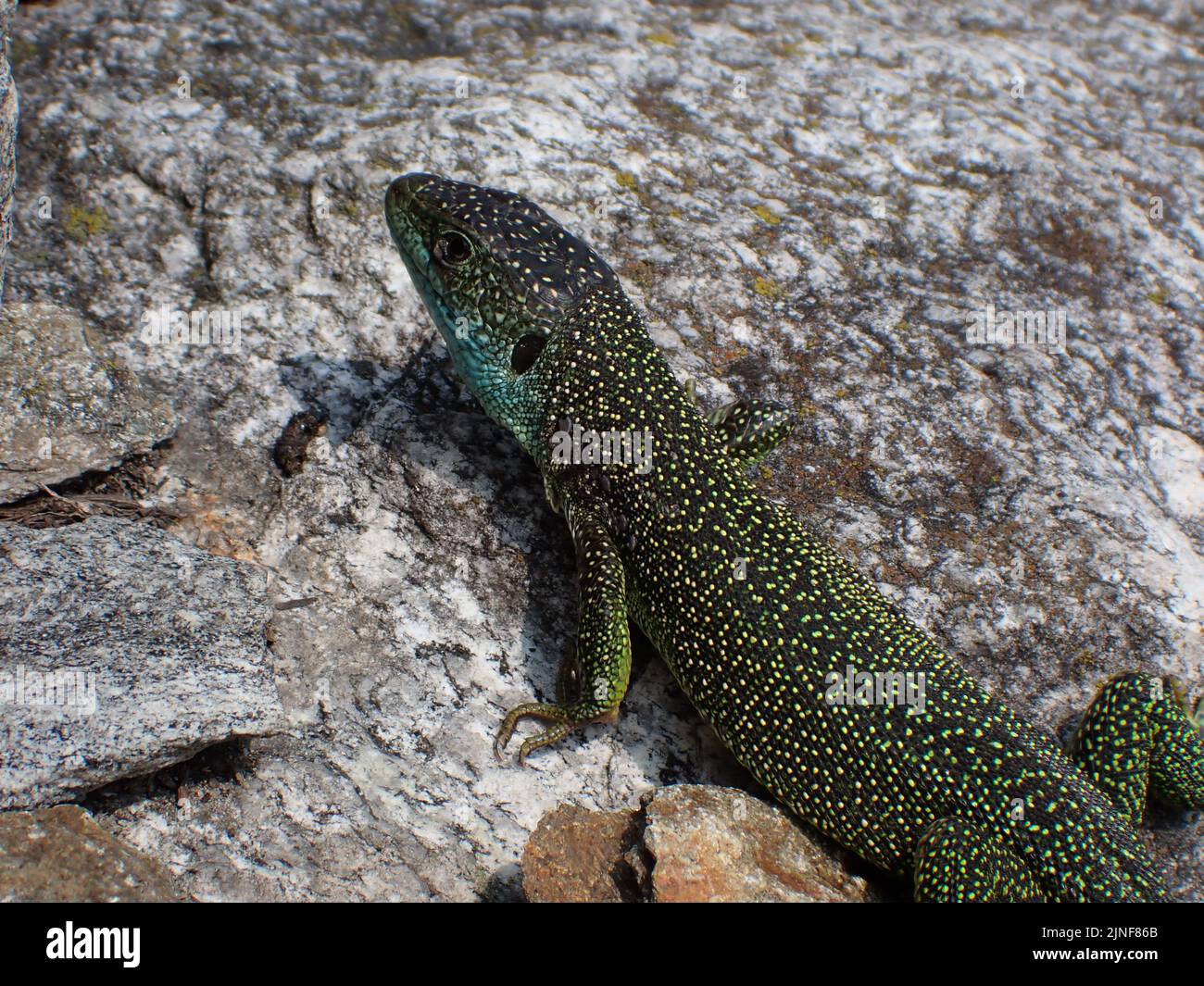 Western green lizards -Fotos und -Bildmaterial in hoher Auflösung – Alamy