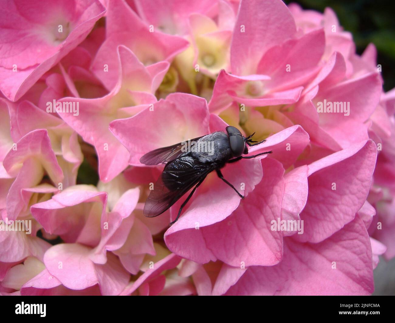 Hydragea ortensis rosa -Fotos und -Bildmaterial in hoher Auflösung – Alamy