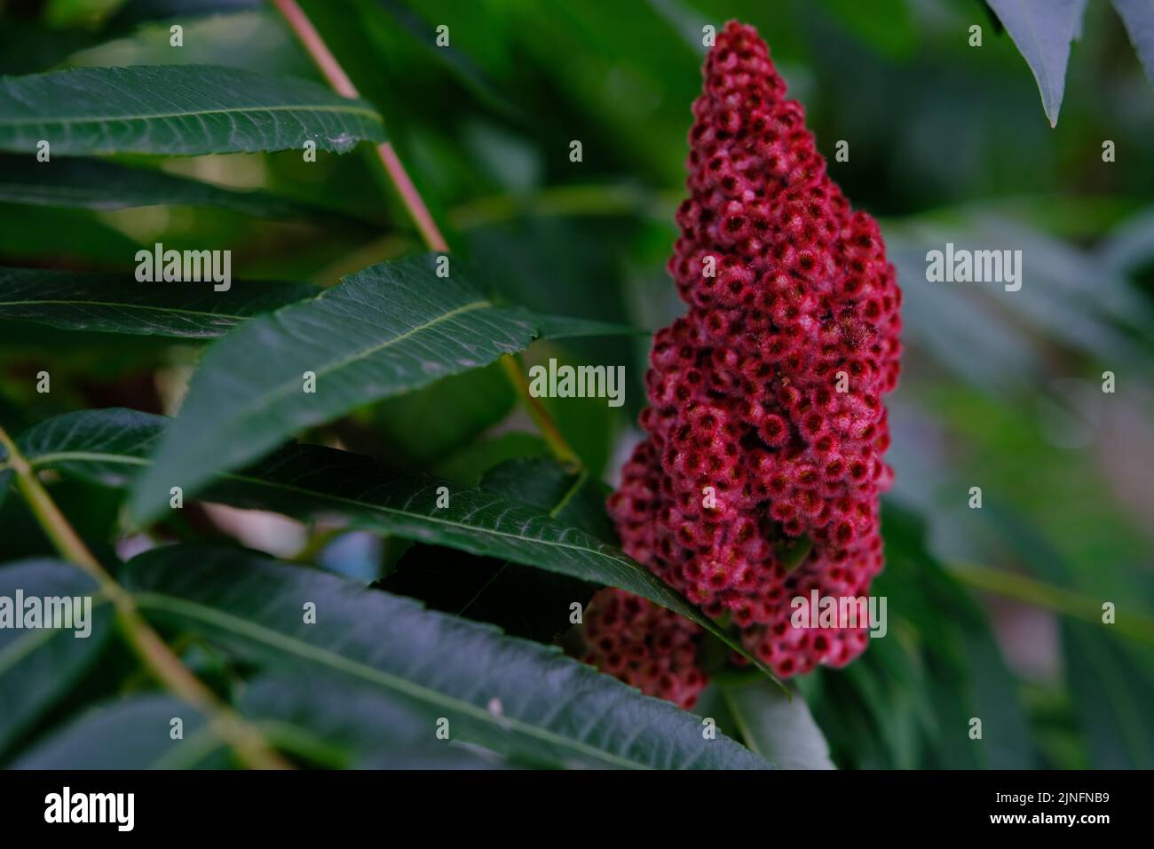Blume von hirschhorn sumach rhus typhina -Fotos und -Bildmaterial in hoher Auflösung – Alamy