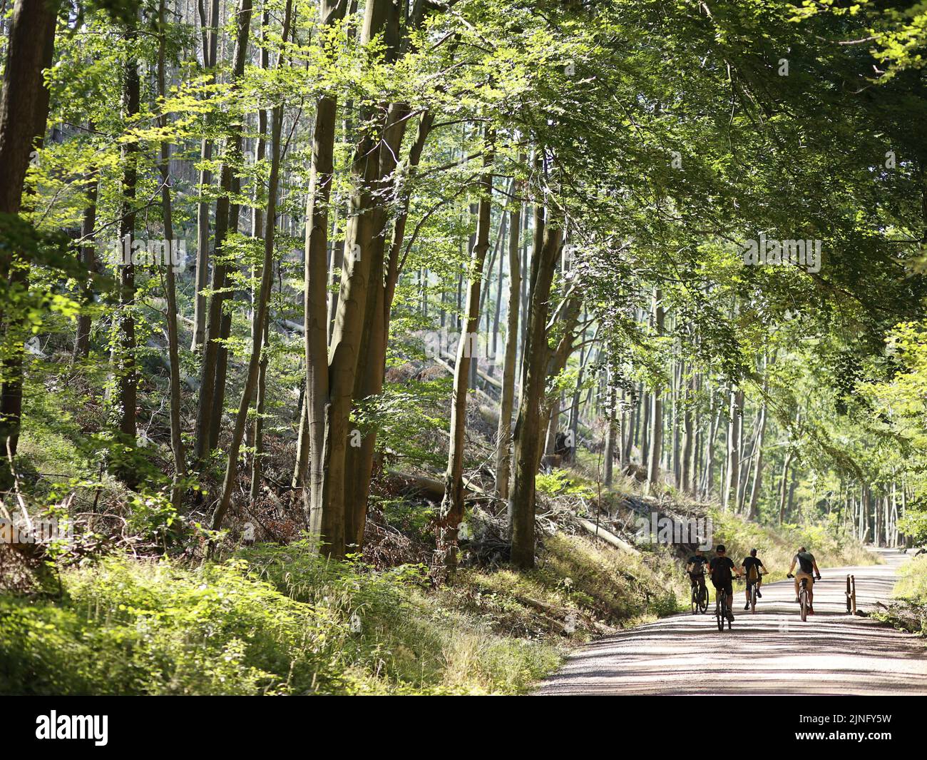 Ilsenburg, Deutschland. 11. August 2022. Radfahrer fahren durch das ...